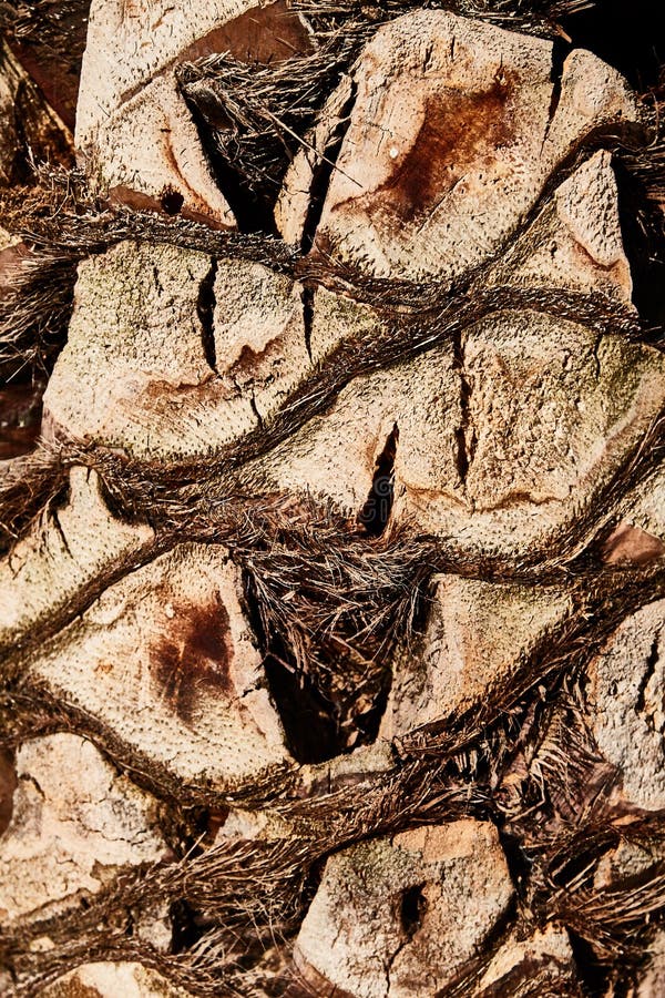 182 Seamless Palm Tree Trunk Texture Stock Photos - Free & Royalty-Free ...