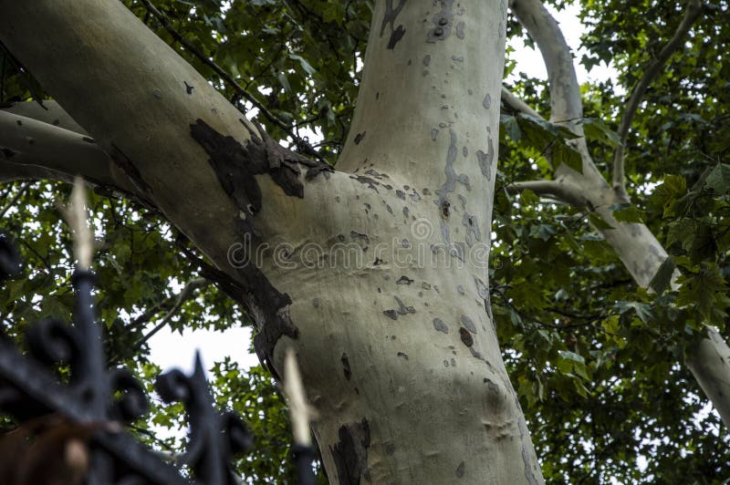 The Textures of the Trunk of the Plane Tree. the Split Barrel is Gray ...