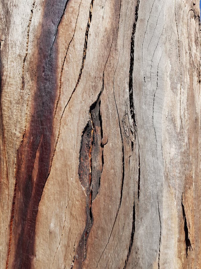 Tree Trunk, Bottom with Texture Stock Image - Image of tree ...