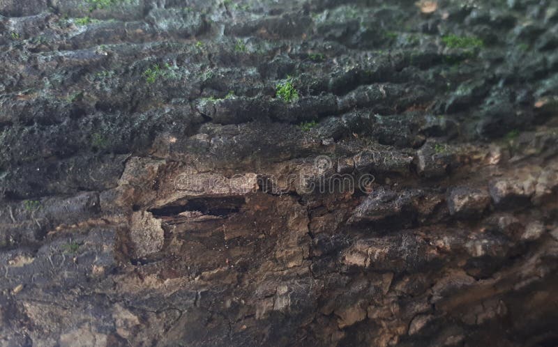 Texture Trunk of Tree on the Roadside for Greening Stock Photo - Image ...
