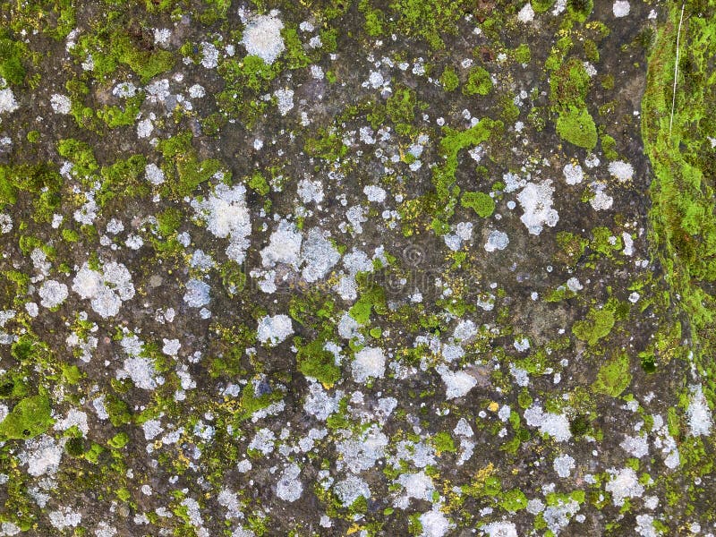 Texture Tuff Stone with Moldy, Armenian Tuff Stock Image - Image of ...