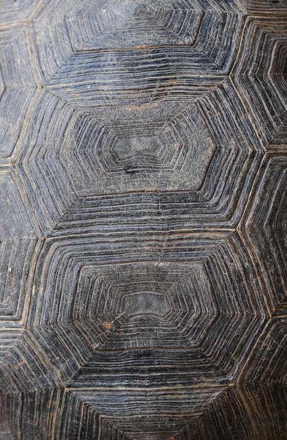 Texture of Turtle Carapace. Stock Photo - Image of regular, oval: 22463508