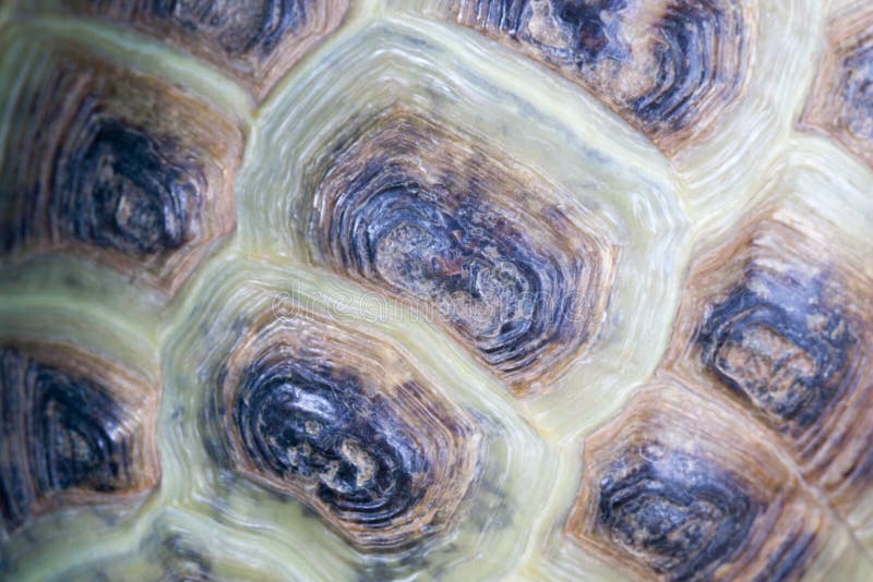 Texture of Turtle Carapace. Stock Image - Image of rough, scale: 85556555