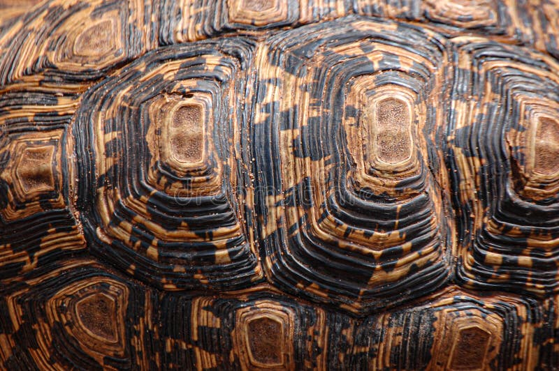 Texture of Turtle carapace stock photo. Image of regular - 31300890