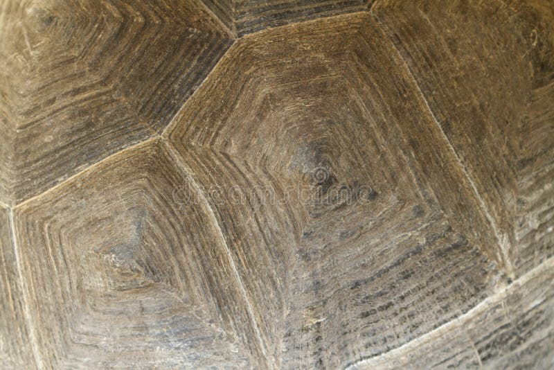 Texture of Turtle Shell, Close Up View. Stock Image - Image of close ...
