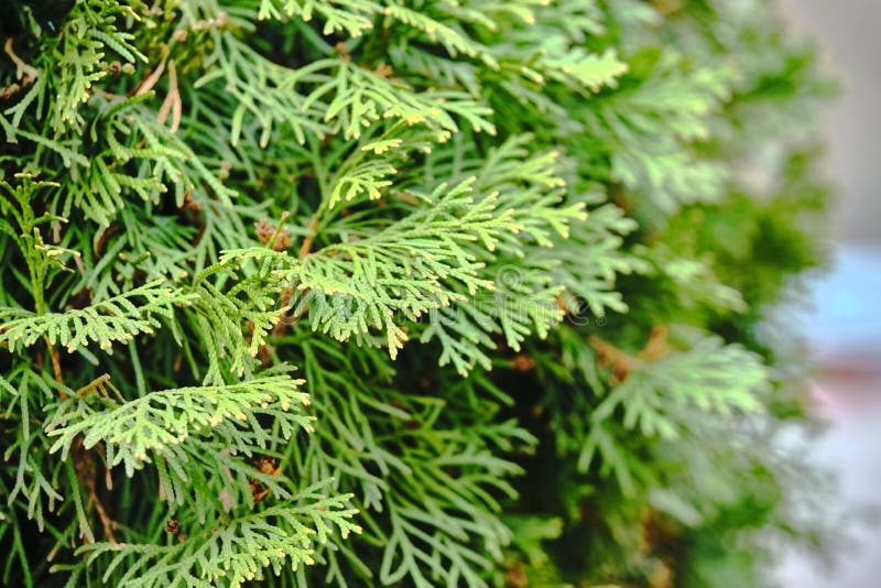 Texture of the tuya wood stock image. Image of pine - 178244351