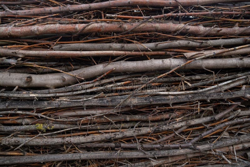 Texture Of Dry Twigs With Clear Blue Sky And Moon In The Background ...