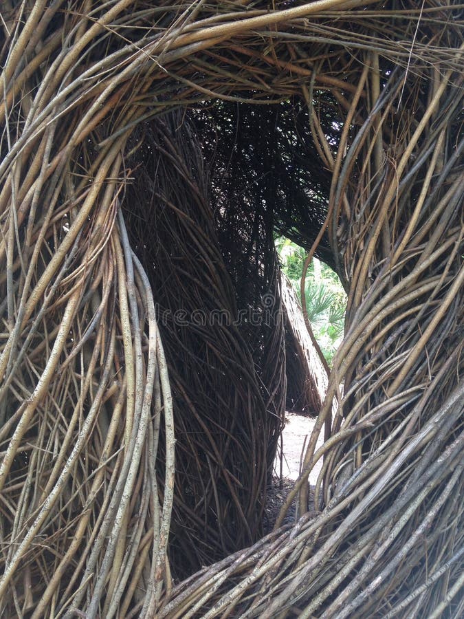 863 Twisted Twigs Stock Photos - Free & Royalty-Free Stock Photos from ...