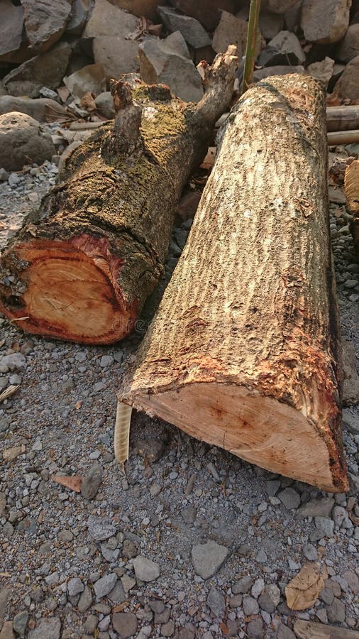 Mud Texture on the Ground in the Morning Stock Photo - Image of ...