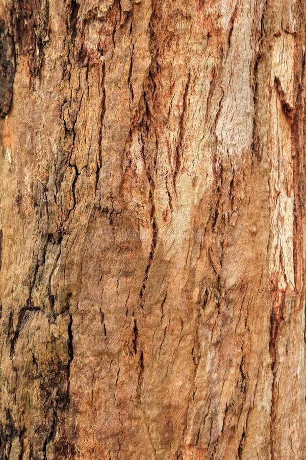Texture of Umber Brown Wood Tree Stock Image - Image of light, color ...