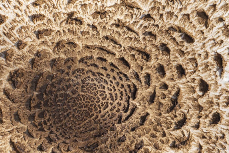 Umbonate Cap Stock Photos - Free & Royalty-Free Stock Photos from ...