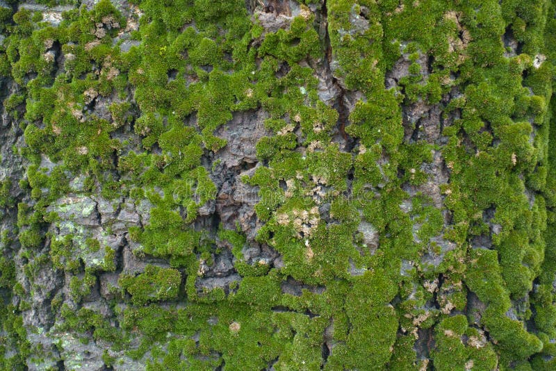 Texture of Bark of Populus Alba with Moss and Lichen Stock Photo ...