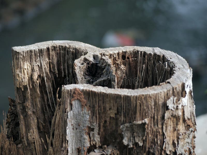 Texture of Used Trees that Have Been Cut Down Stock Image - Image of ...