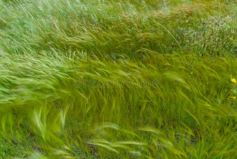 Texture végétale image stock. Image du vibrant, vert - 61019277