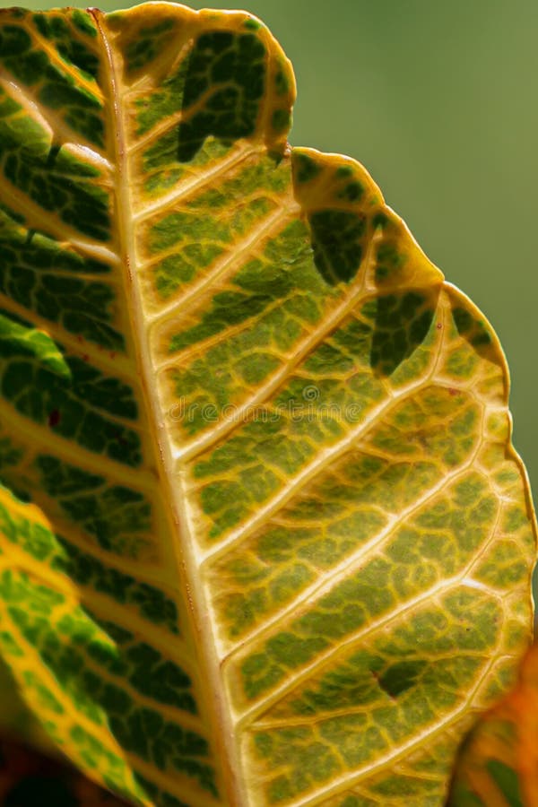 The Texture of Various Leaf Surfaces of Various Plants. Stock Photo ...