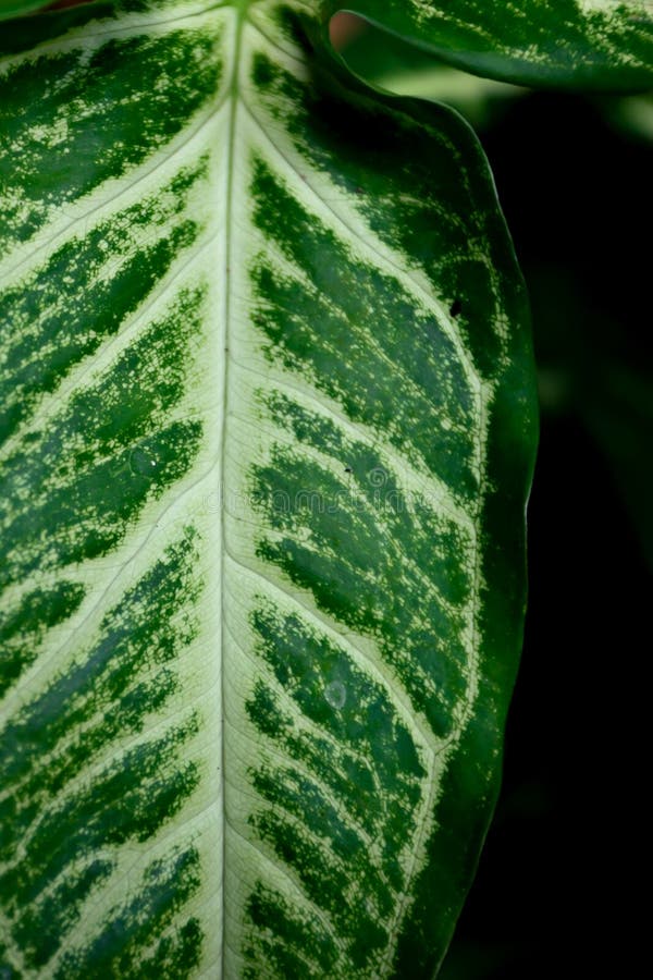 The Texture of Various Leaf Surfaces of Various Plants. Stock Image ...