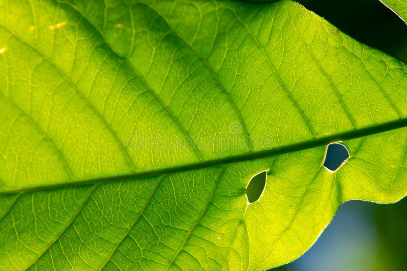 The Texture of Various Leaf Surfaces of Various Plants. Stock Image ...