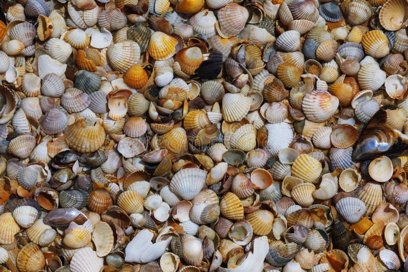Texture of Various Sea Shells Lying on the Sand Stock Photo - Image of ...