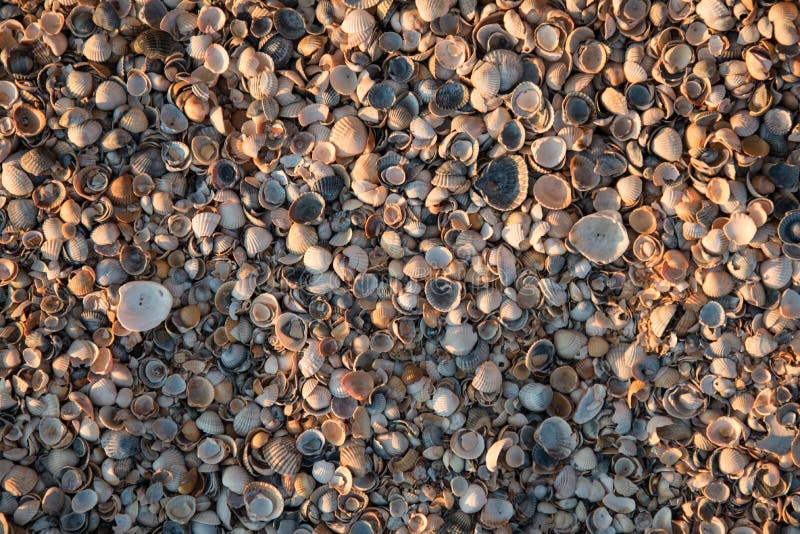Small Dog on the Background of a Mountain River. Courageous Yorkshire ...