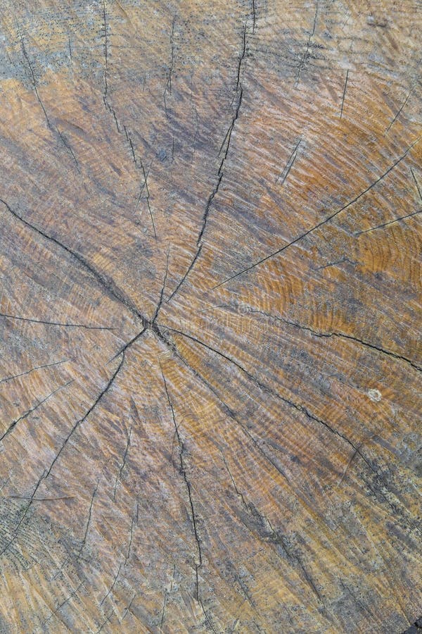 Texture of a Varnished Log Frame of Wood Stock Image - Image of nature ...