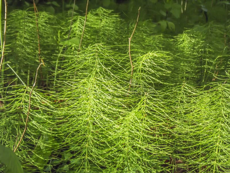 Texture of the Vegetative, Forest Grass of the Forest Stock Photo ...