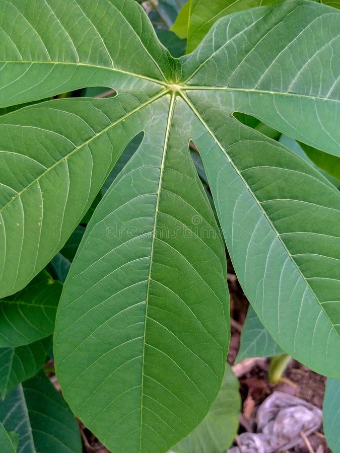 Texture and Vein of Green and Healthy Cassava Leaf Stock Image - Image ...