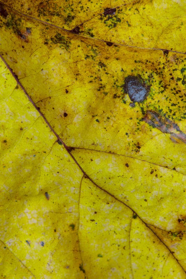 Texture and Colors of Dead Leaf Close-up Stock Image - Image of sick ...