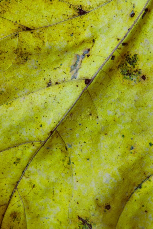 Texture and Colors of Dead Leaf Close-up Stock Photo - Image of rough ...