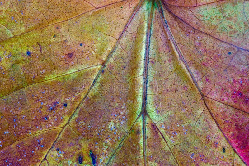 Texture and Colors of Dead Leaf Close-up Stock Image - Image of ...
