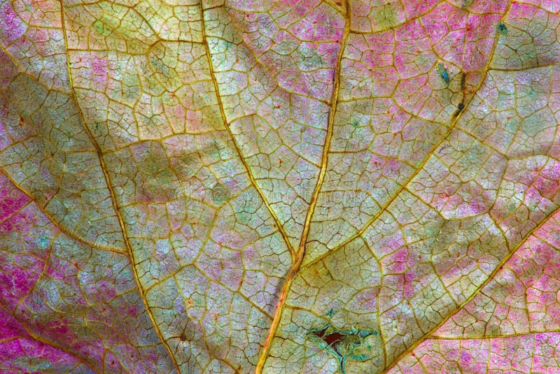 Texture and Colors of Dead Leaf Close-up Stock Photo - Image of ...