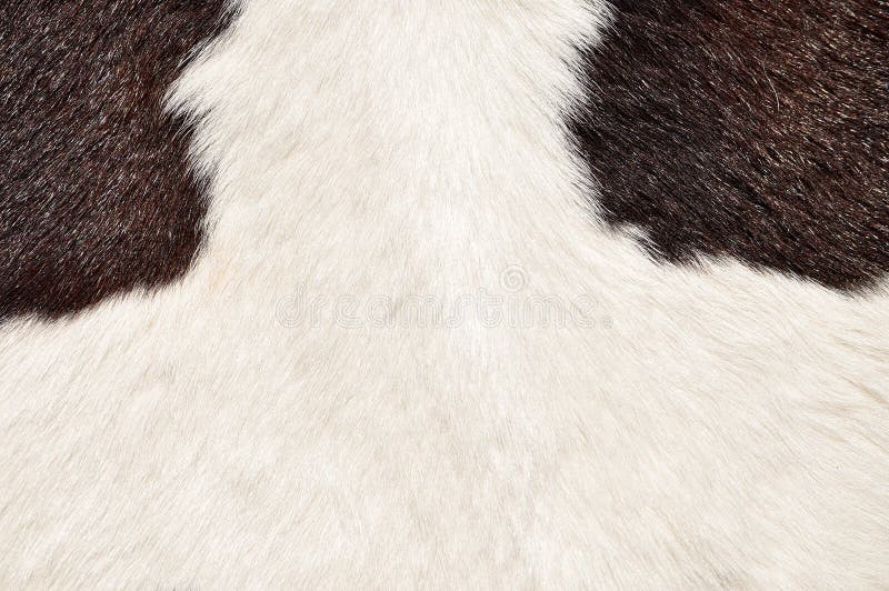 Texture velue de vache image stock. Image du cowhide - 25034037