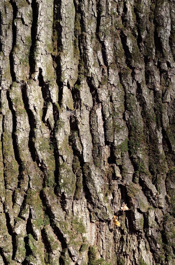 Texture Verte D'écorce D'arbre Photo stock - Image du centrales ...