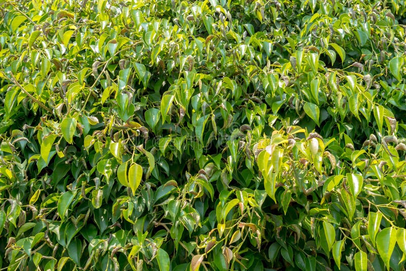 Texture verte de buisson photo stock. Image du bleu - 115814902