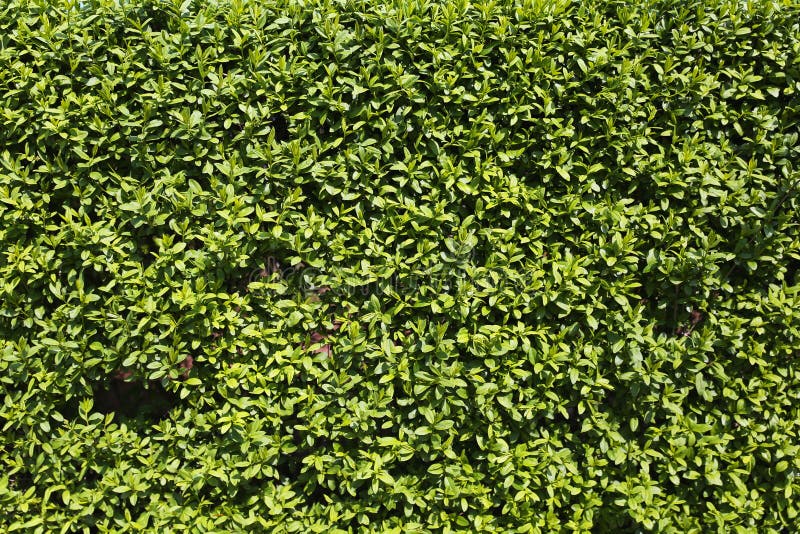 Texture de Bush image stock. Image du cordon, vert, normal - 108200151