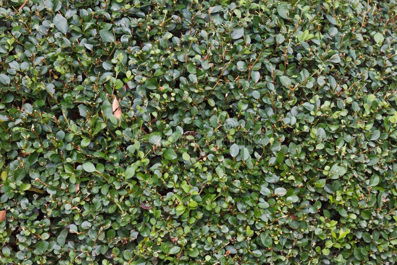 Texture verte de buisson photo stock. Image of vert, stationnement ...