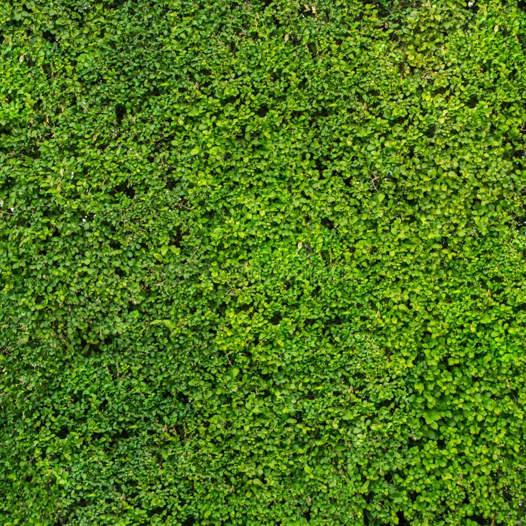 Texture verte de haie photo stock. Image du extérieur - 41373608