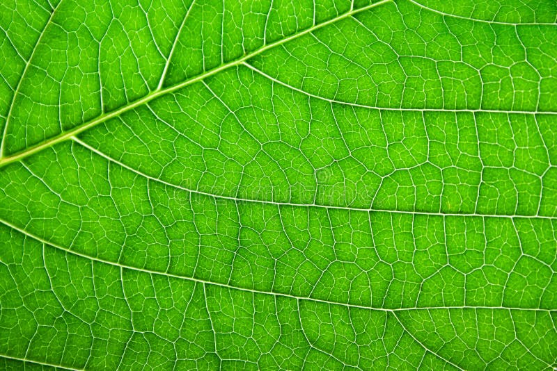 Texture verte de lame image stock. Image du normal, configuration ...