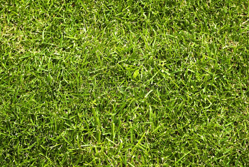 Texture verte de pelouse photo stock. Image du abondant - 7081762
