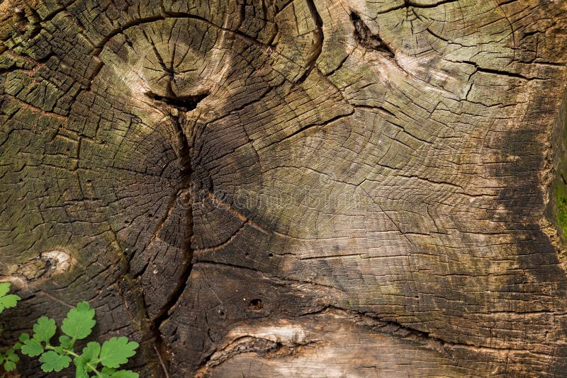 Texture of a Very Old Felled Tree Stock Photo - Image of grunge ...
