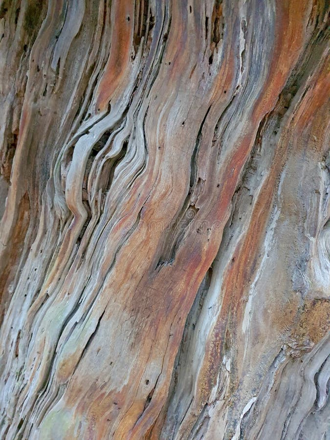 Texture of a very old tree stock photo. Image of wooden - 204733214