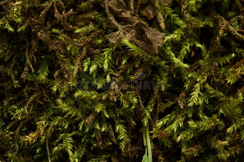 The Texture and Vibrant Colors of Forest Moss Bryophyte Stock Photo ...