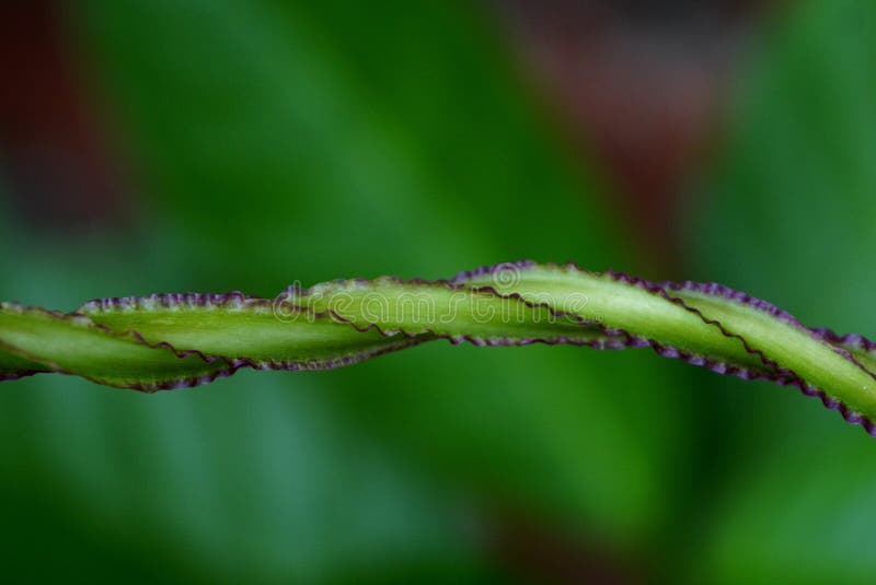 A texture of vine plant stock image. Image of line, textureandcolor ...