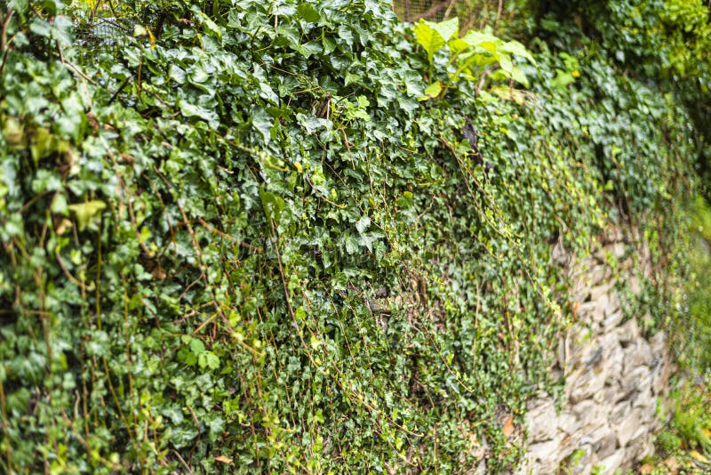 Texture of Creepers Falling Down the Rock Stock Photo - Image of life ...