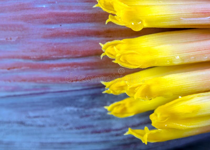 Silver Bluggoe Banana Blossom Stock Image - Image of fresh, fruit ...