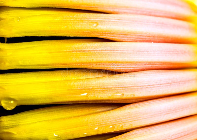 Silver Bluggoe Banana Blossom Stock Photo - Image of food, flower ...