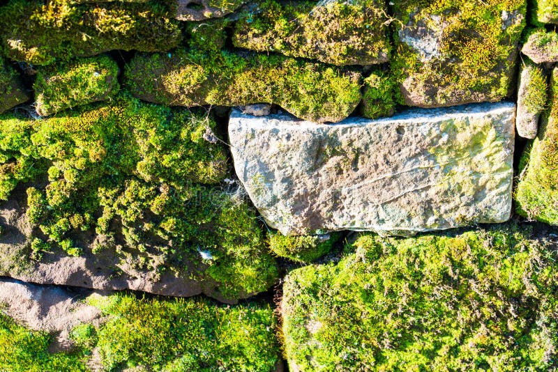Texture Wall Background Pattern of Old Moss Covered Vintage Weathered ...