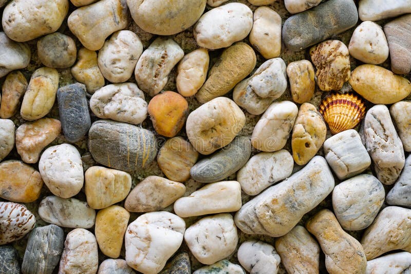Texture of a Wall Made of Sea Stones with a Shell in the Middle Stock ...