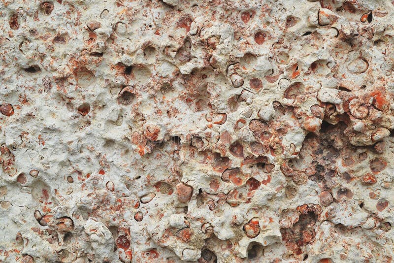 Texture of the Wall Made of White and Pink Shell Rock or Coquina, Stone ...