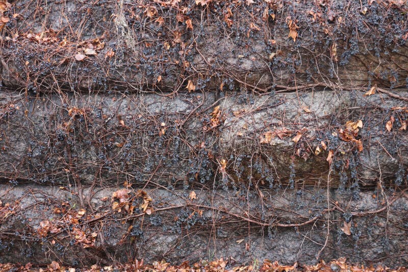 Close-up of a Wall Overgrown with a Plant. Stock Photo - Image of rock ...