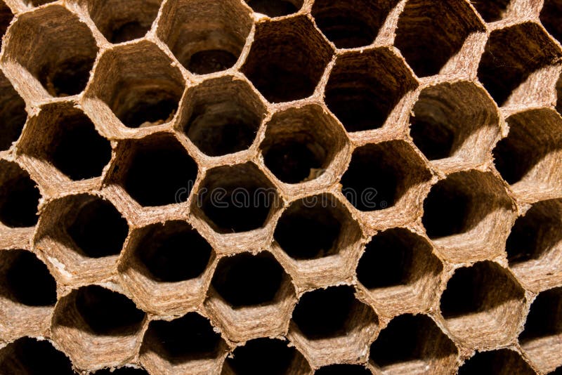 1,541 Wasp Nest Texture Stock Photos - Free & Royalty-Free Stock Photos ...